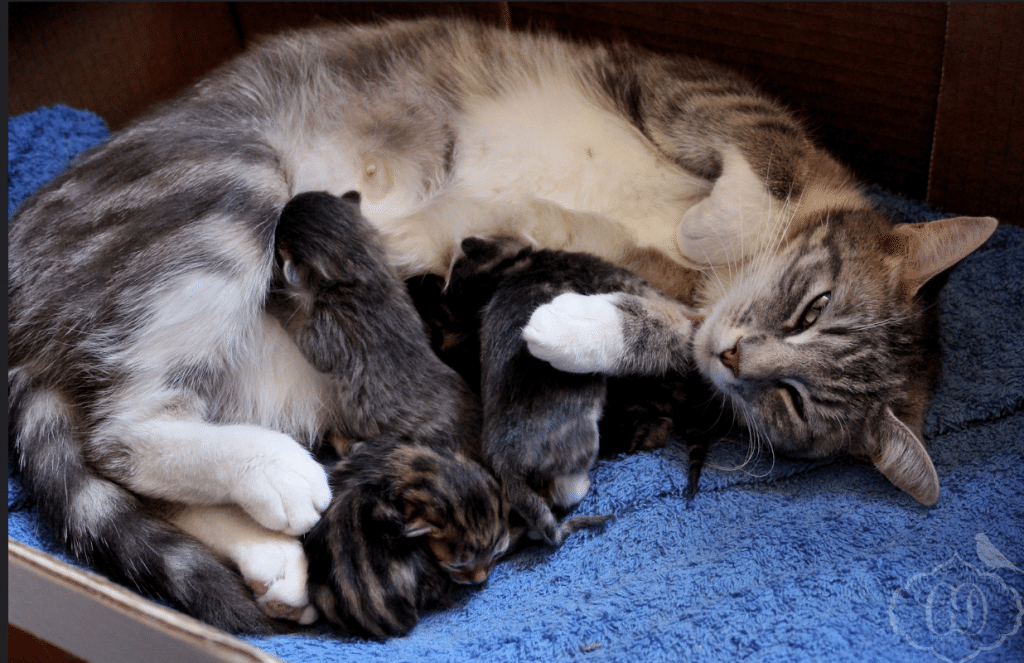 The Foundation For Homeless Cats